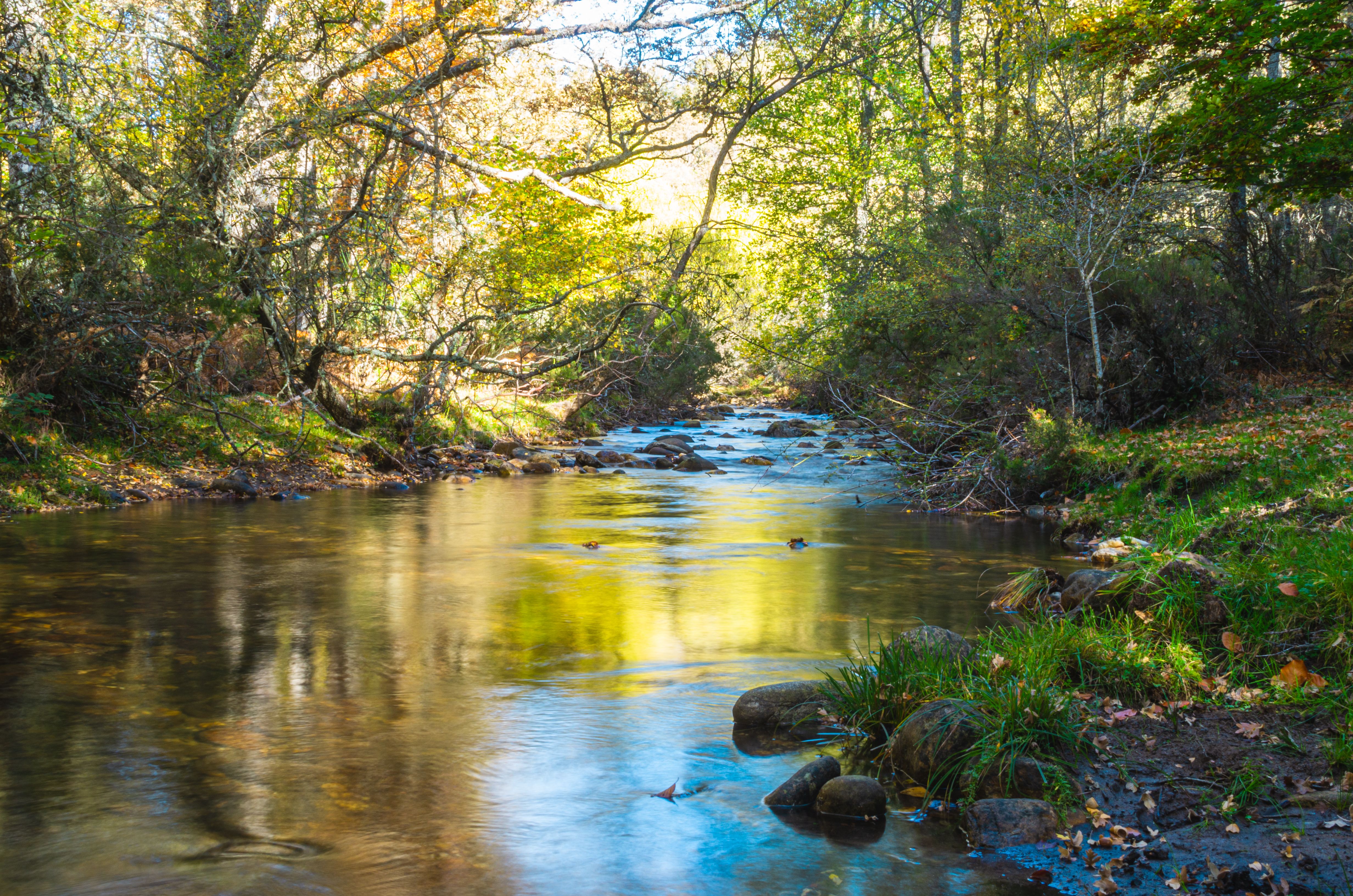 El Montejo: discover Madrid's beech forest - easyVoyage